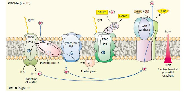 MECHANISMS OF ELECTRON TRANSPORT IN PHOTOSYNTHESIS CSIR-NET/JRF