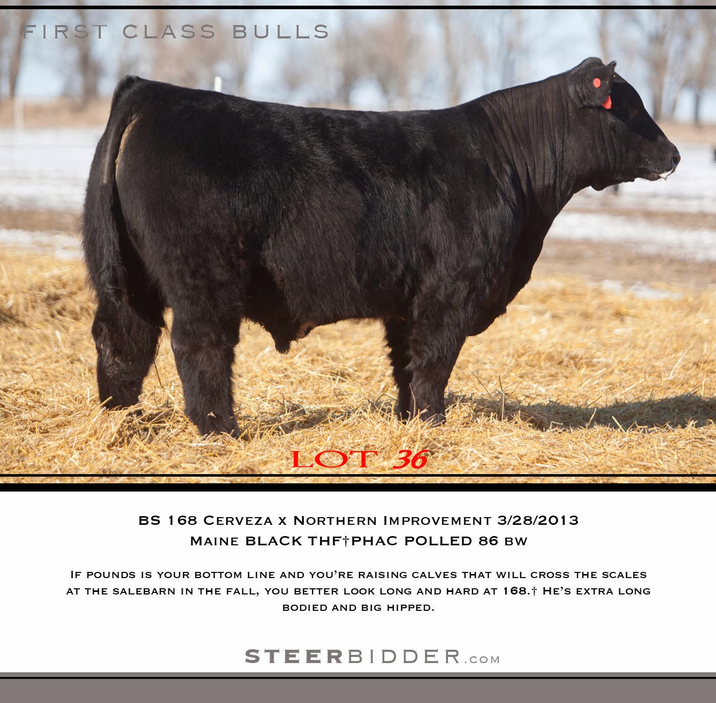 RCC Blog: First Class Bull Sale - Lot 36 - Selling Tonight
