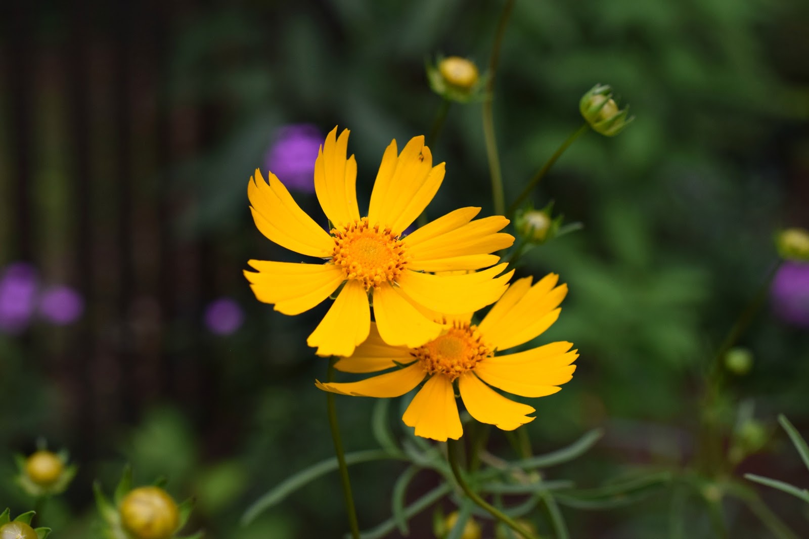 Using Georgia Native Plants: Coreopsis in the Garden