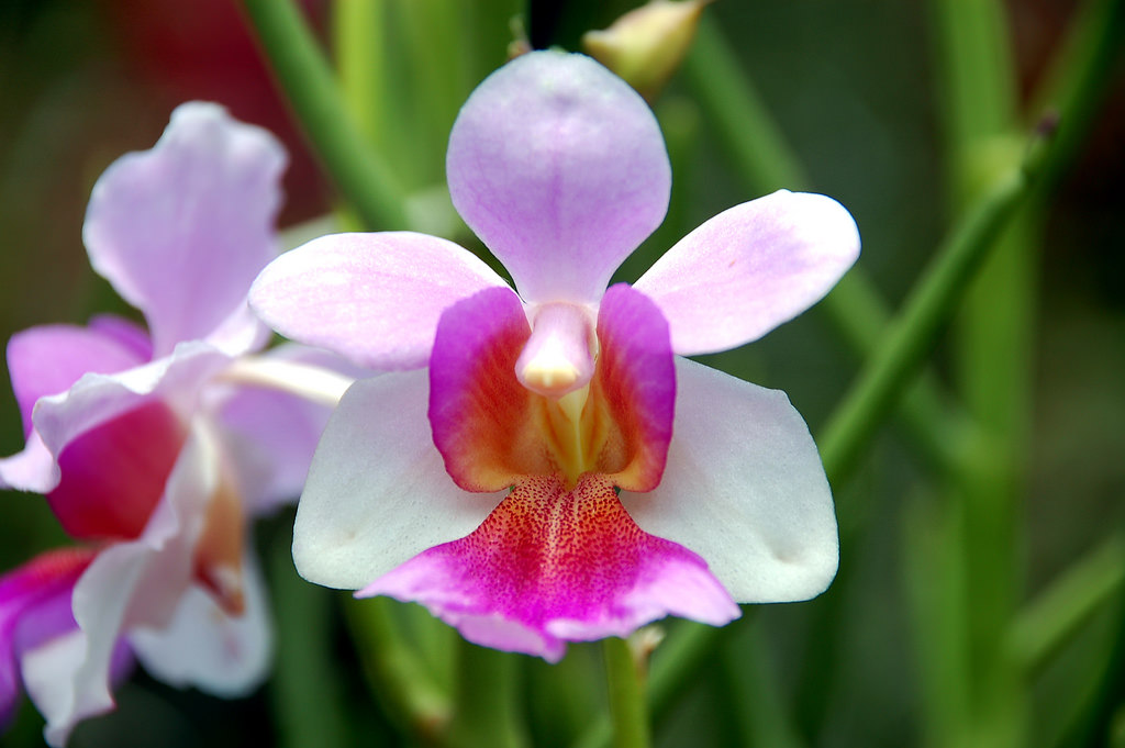 7 Bunga Nasional yang Indah Dan Kebanggaan Bangsa