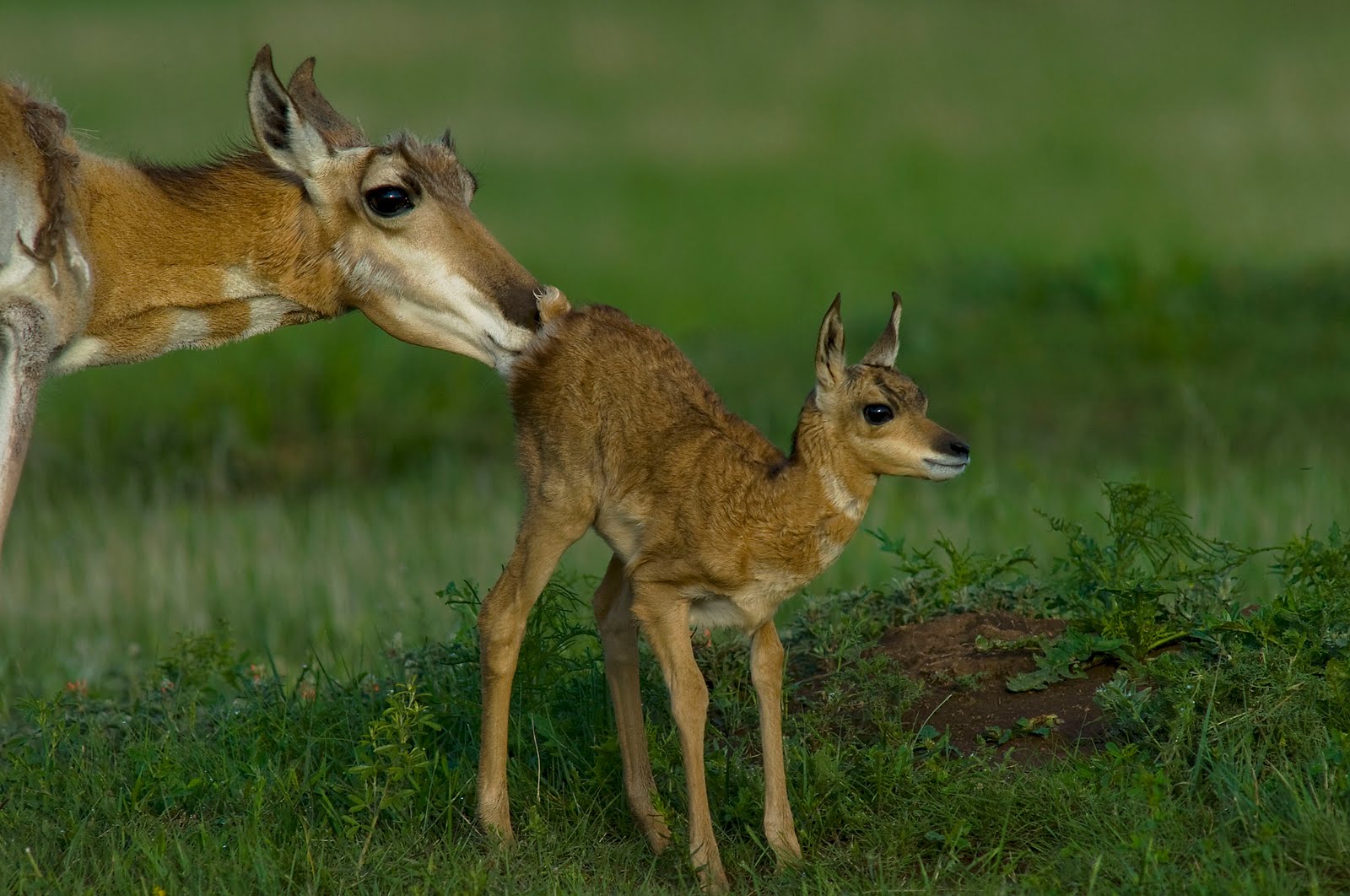 Spring Creek Chronicles: The First Fawn
