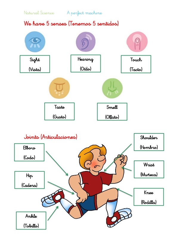 El blog de Mónica: PRIMERO UNIT 1 MY SENSES AND ME