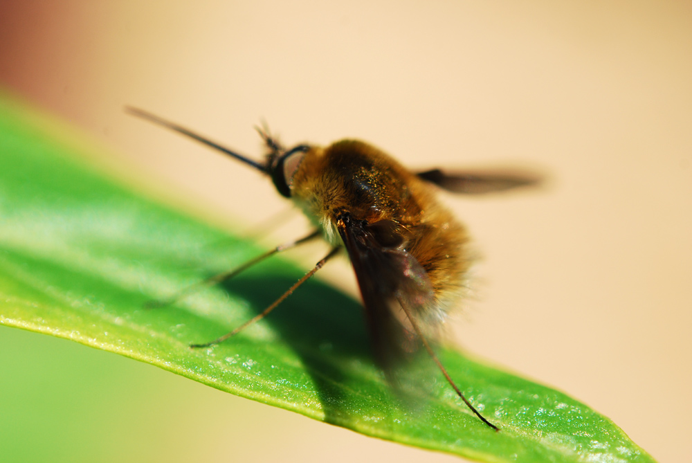 Black Tailed Bee Fly - Jill Ruth & Co.