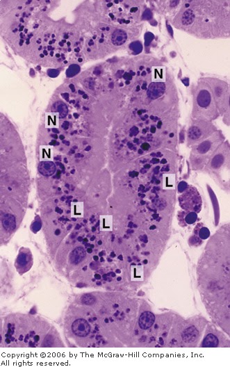 De Histology: Lysosomes