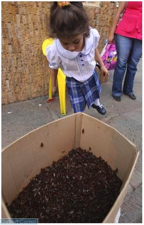 Snek Semut Popular di Colombia. - Gaban Comel