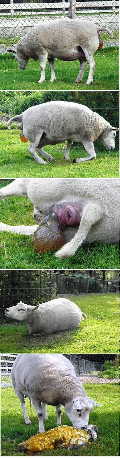 kinderboerderij winschoten: bevalling schaap