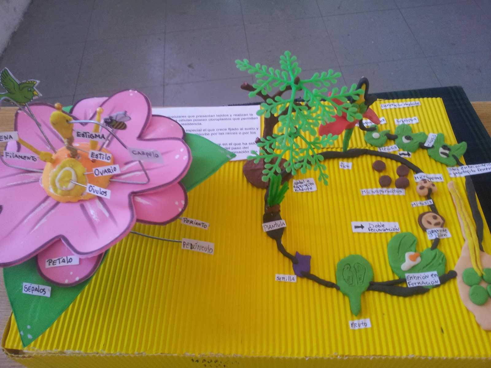 COMPARTAMOS NUESTRO C - N: Maqueta _partes de la Flor_8_2016