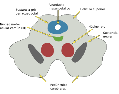 EL RINCÓN DEL MÉDICO: EL MESENCÉFALO