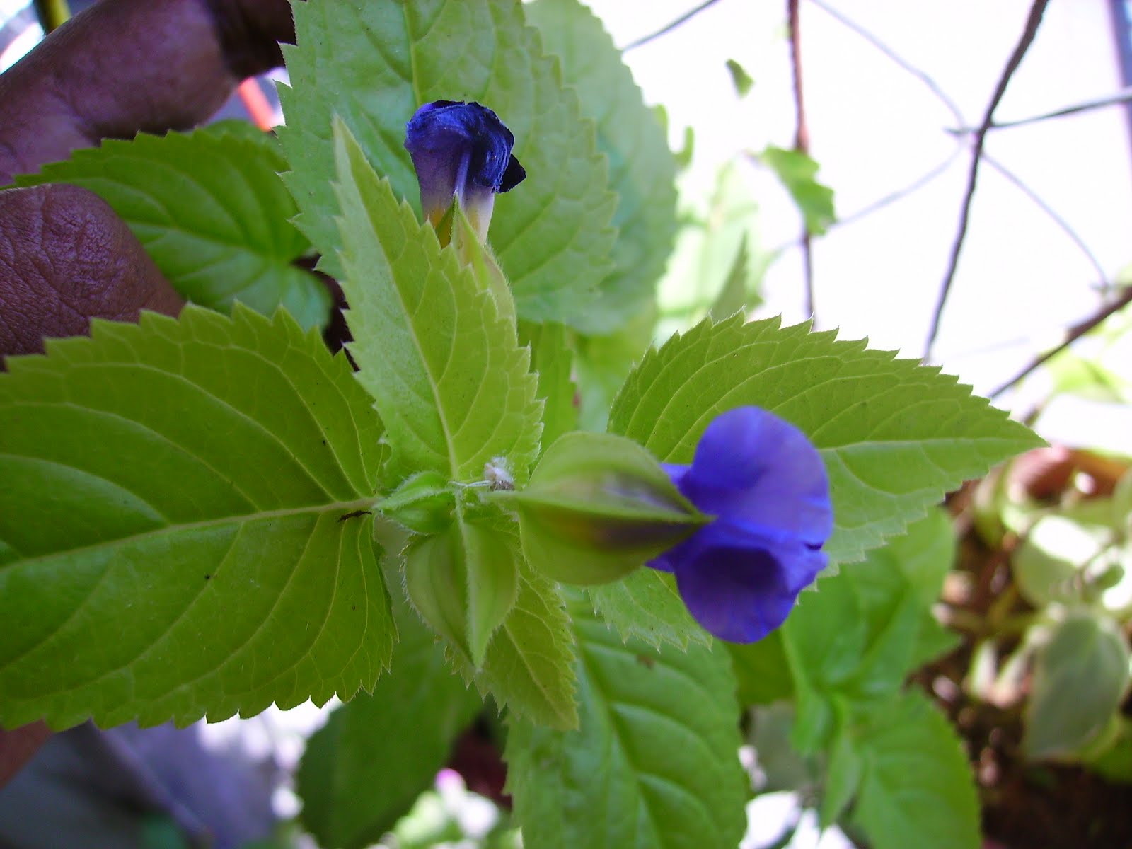 Garden Chronicles of James David: Wishbone Flower - Torenia Fournieri