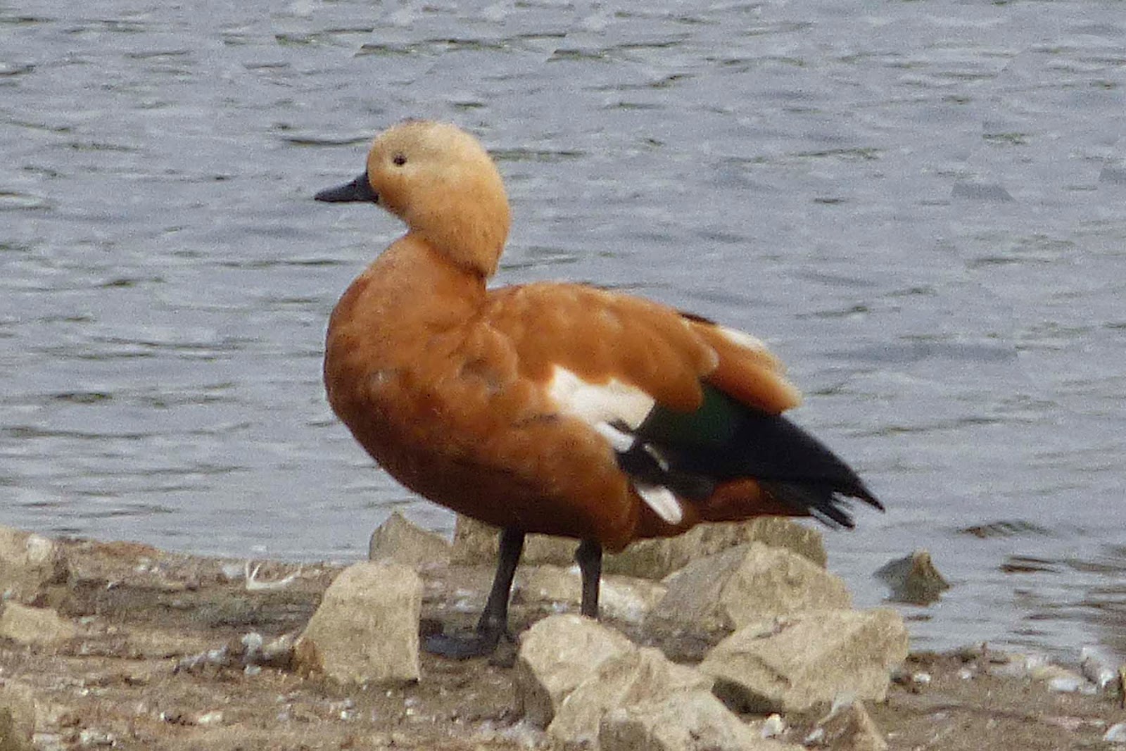 Bedsbirds Images Blog: Ruddy Shelducks