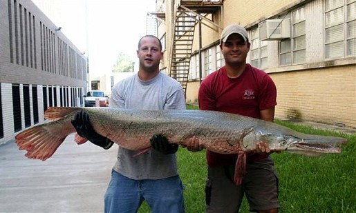Gallery Reptile : PEMBENIHAN IKAN ALIGATOR (Atractosteus spatula)