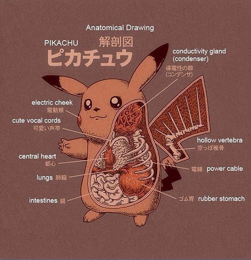 Pokénatomy : r/gaming