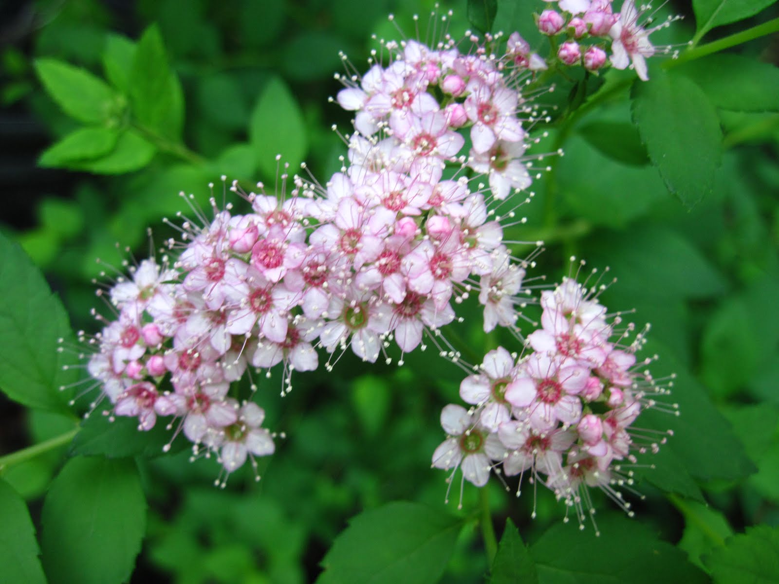 Bonsai Beginnings: Spirea as a Bonsai