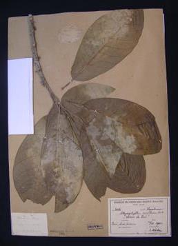 Jacques Huber and the Amazonian Botany: Plant collections