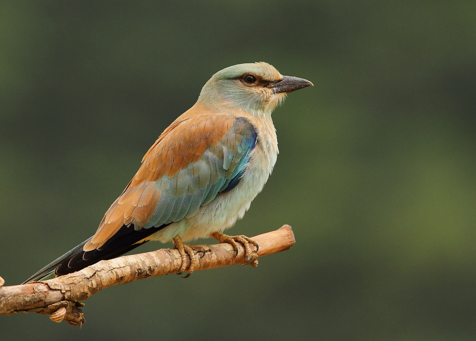 ASSOCIACIÓ PELA-ROQUES: Gaig blau a Sant Gregori (Girona)