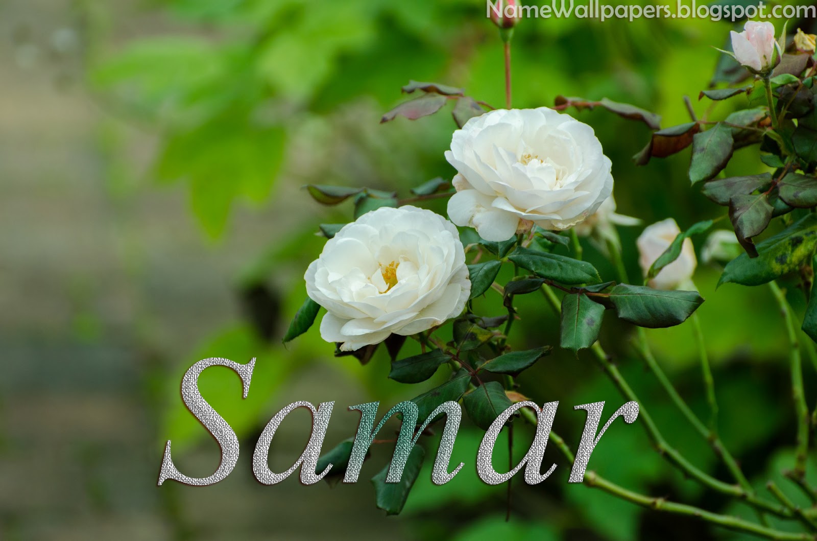Samar Name Wallpapers Samar ~ Name Wallpaper Urdu Name Meaning Name ...