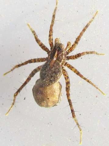 arañas de Galicia(spiders of Galicia): Familias G-L