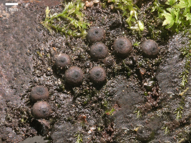 Rosellinia necatrix Prill. • CEMAS Orden Xylariales, Hongos patógenos