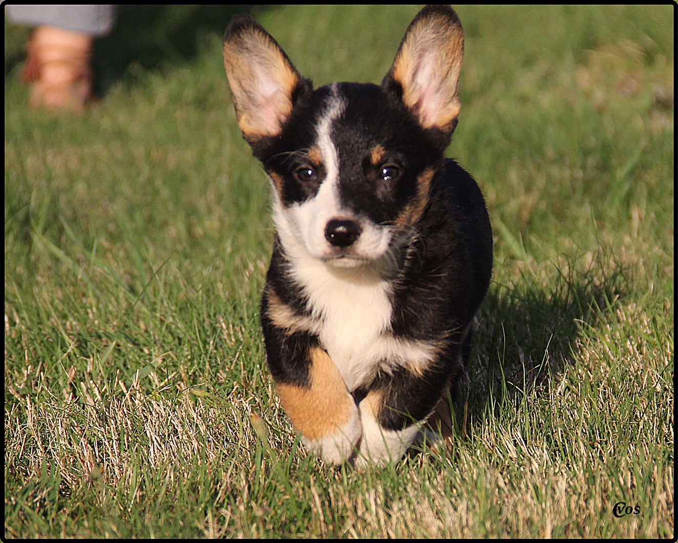 Cowboy Corgis: Available Puppies