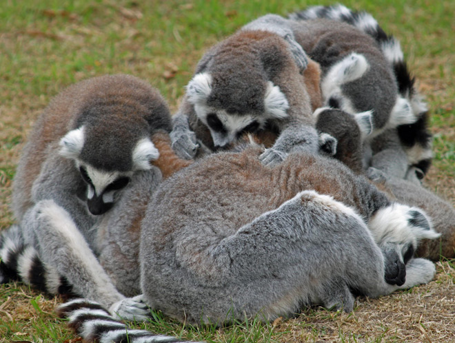 Lemurs | The Life of Animals