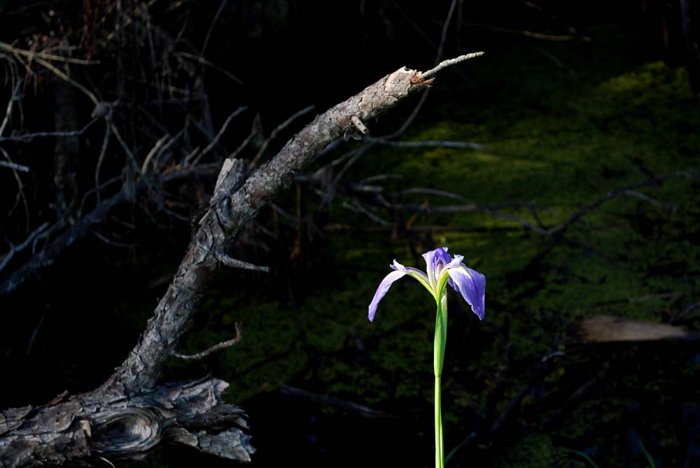 Space Coast Wildflowers: The Irises of Tosohatchee, March 28, 2012