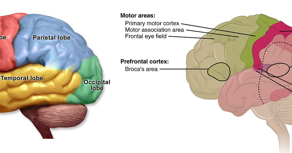 The science of consciousness: Consciousness research: waiting for a ...