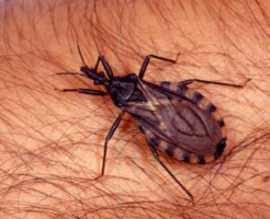 Tudo sobre biologia: Doenças causadas por protozoários