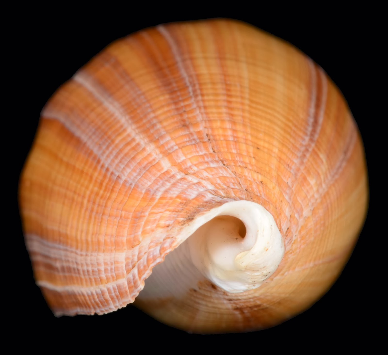 Dr. Lee's Gallery Museum: Conus sulcatus bocki 74.7mm 木乃伊芋螺