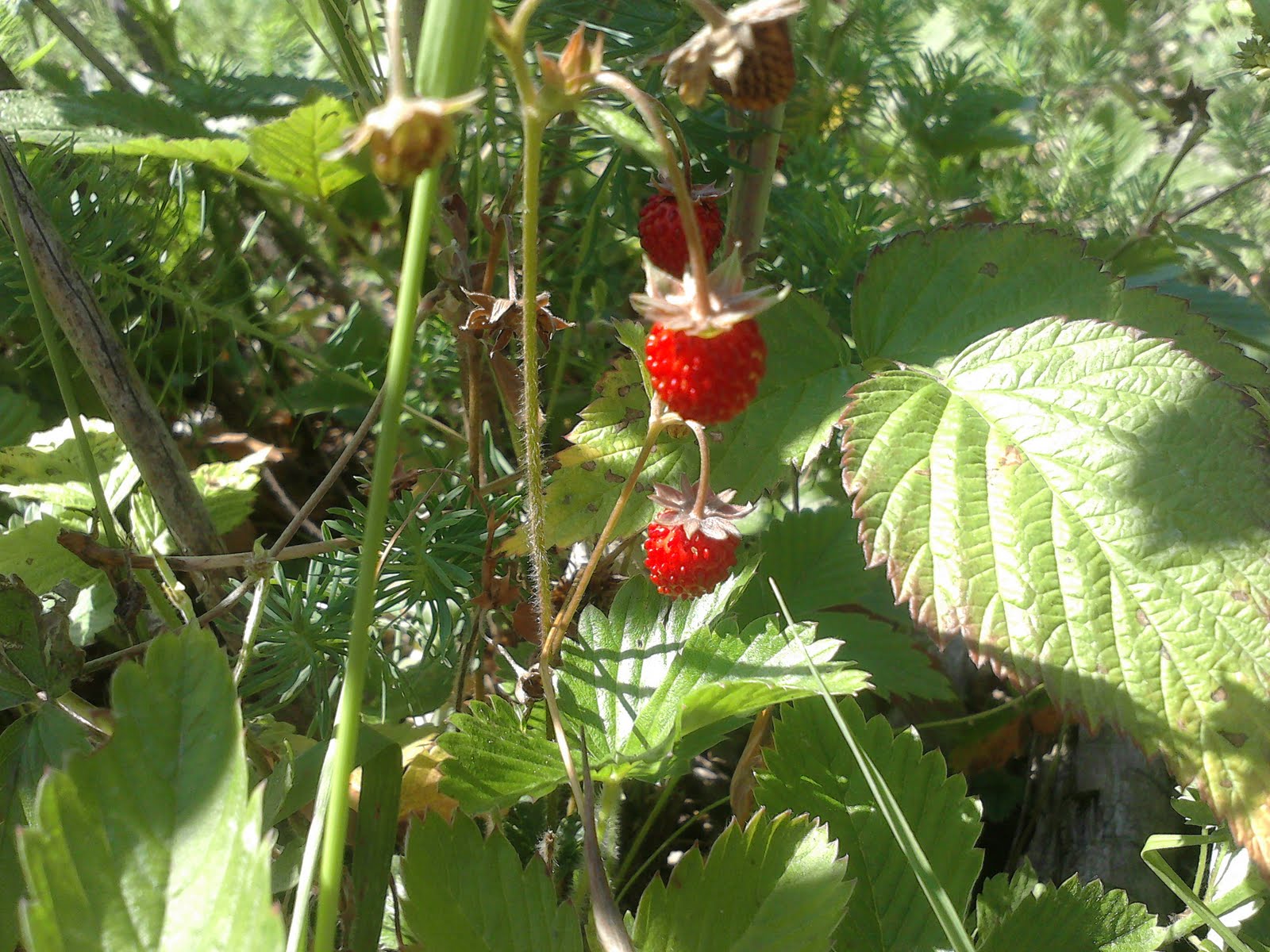 franturi din realitate: Prin padure, dupa fragi si mure...