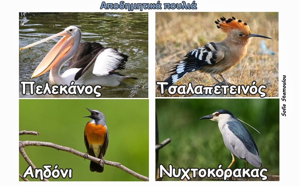 1ο ΝΗΠΙΑΓΩΓΕΙΟ ΙΣΤΙΑΙΑΣ: Αποδημητικά πουλιά-εποπτικό υλικό για το ...