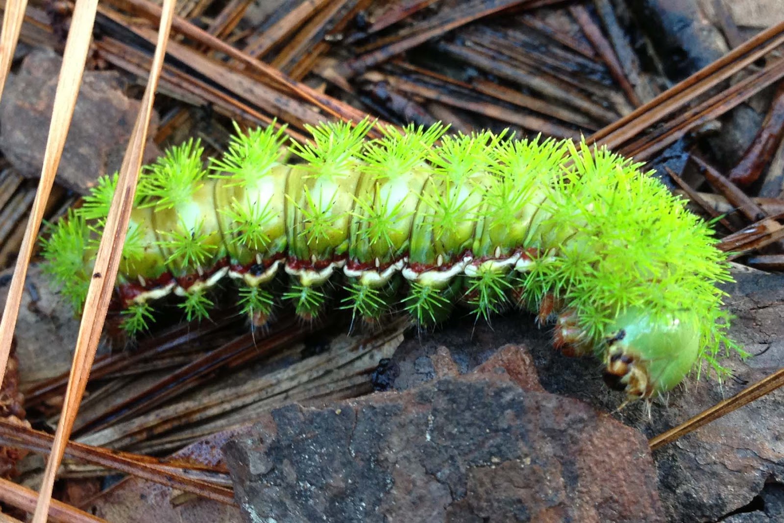 Asp Caterpillar Life Cycle