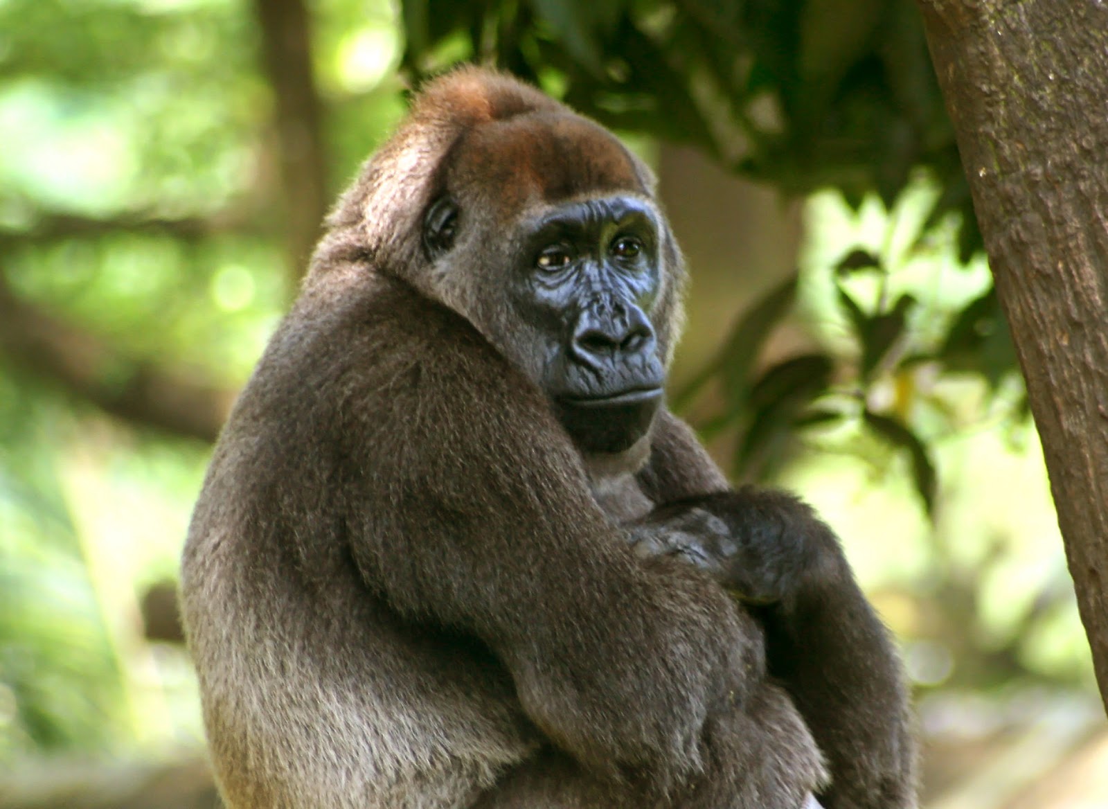 Let Us Help Save Our Planet!: Cross River Gorilla - A Critically ...