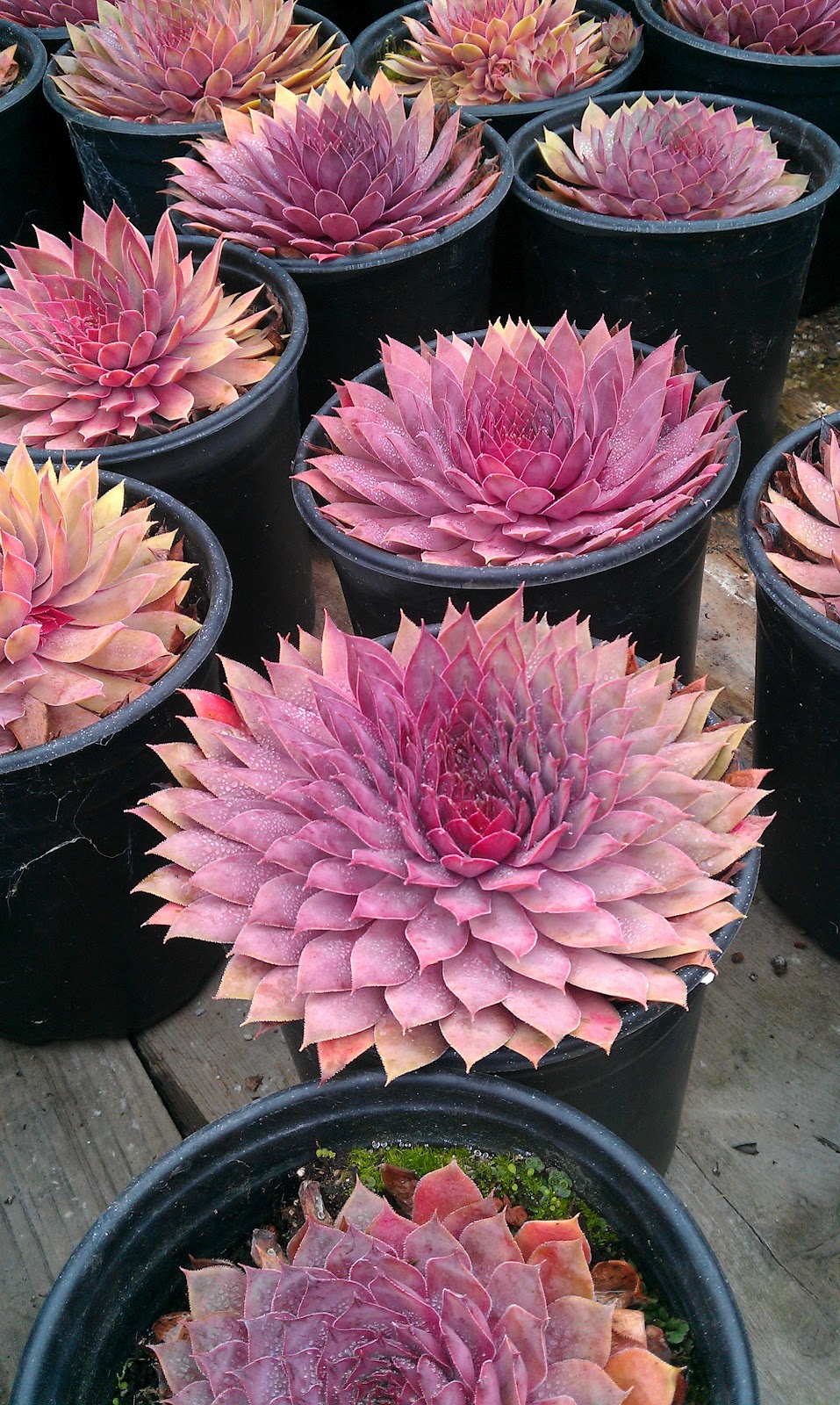 a visit to Succulent Gardens