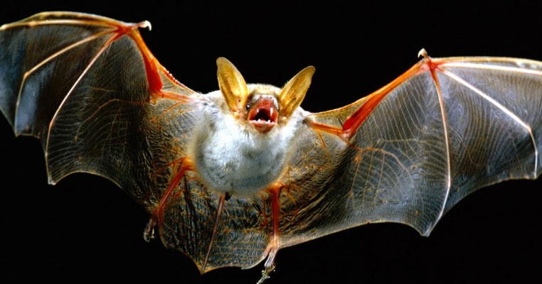 SABRI PEST CONTROL: KELAWAR ( BATS )