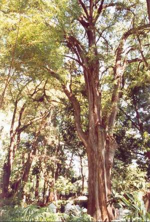 Club de Amig@s de los Ahuehuetes