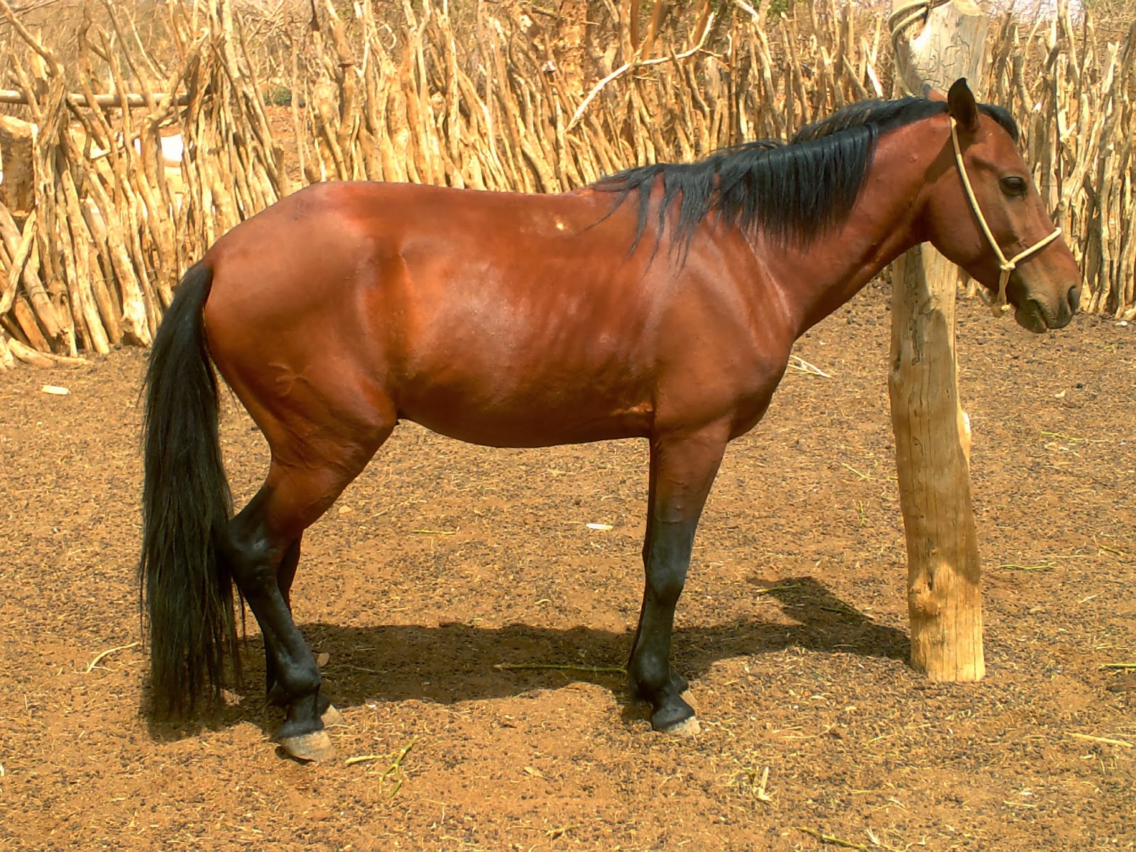 CAVALO NORDESTINO: Cavalo Nordestino Presente em Documentário