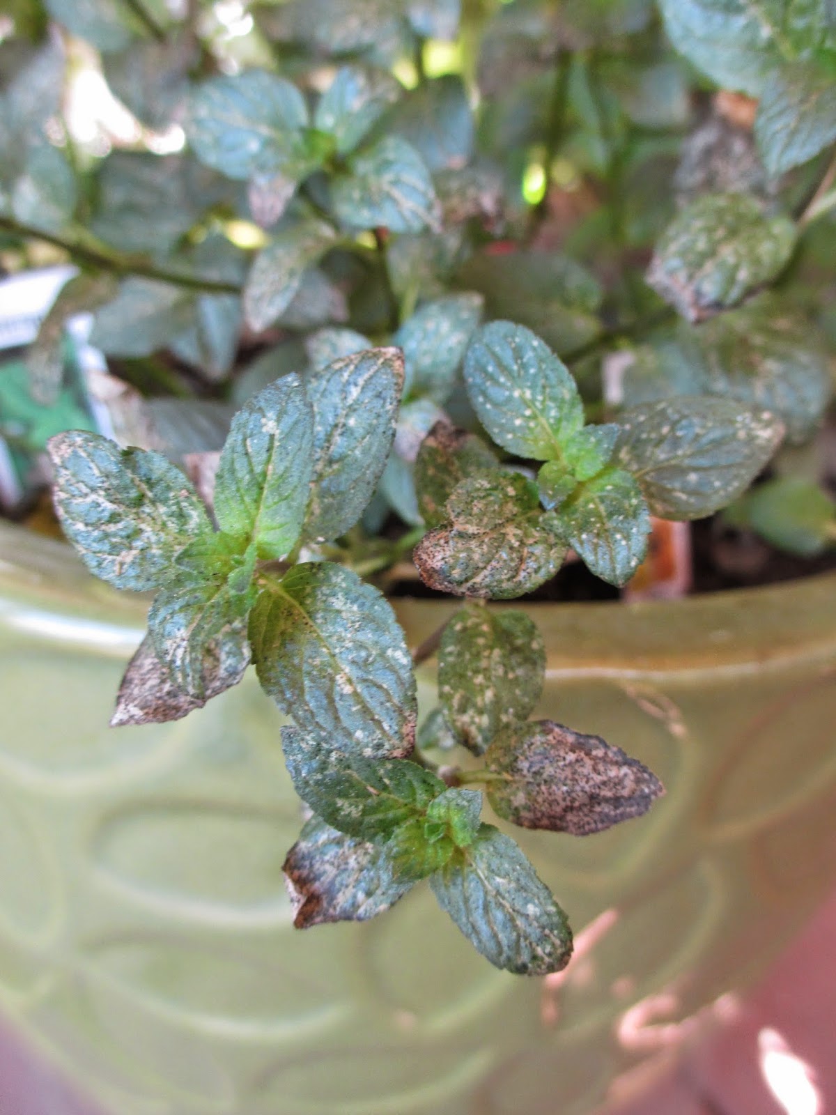 Andie's Way: Garden Foes - Aphids, Spider Mites