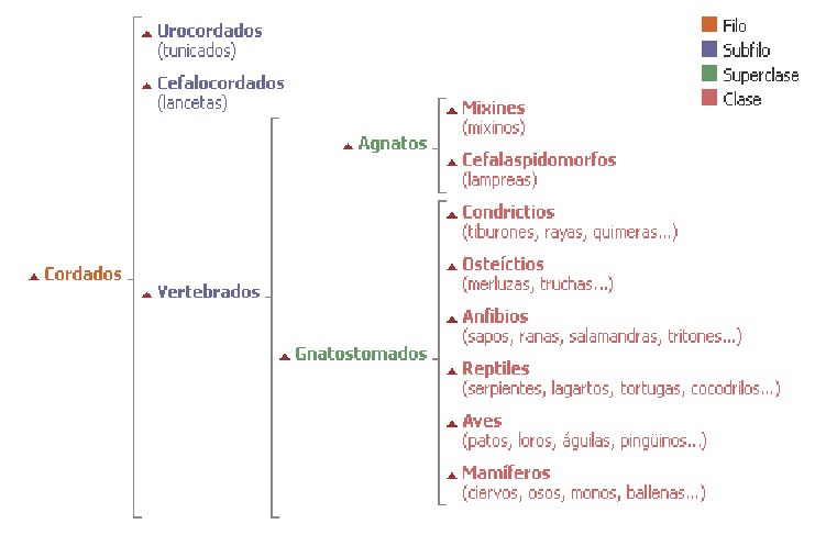 Zoología: Hemicordados y cordados