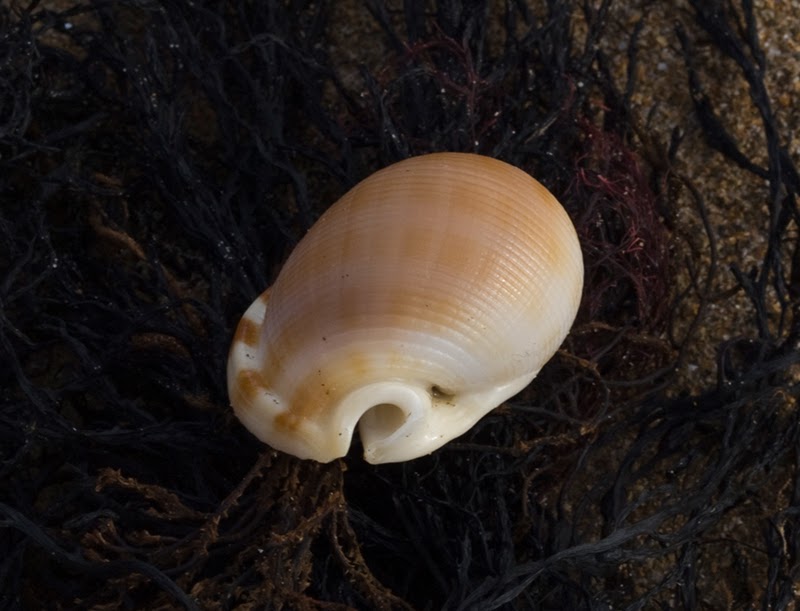 Artes de Pesca: YELMO ESTRIADO Y YELMO PINTADO