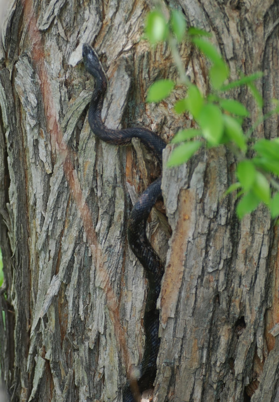 Springfield Plateau: Snakes feeding at night