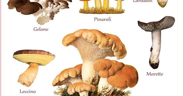 Il calendario dei funghi commestibili più comuni in Italia | BRICIOLE ...