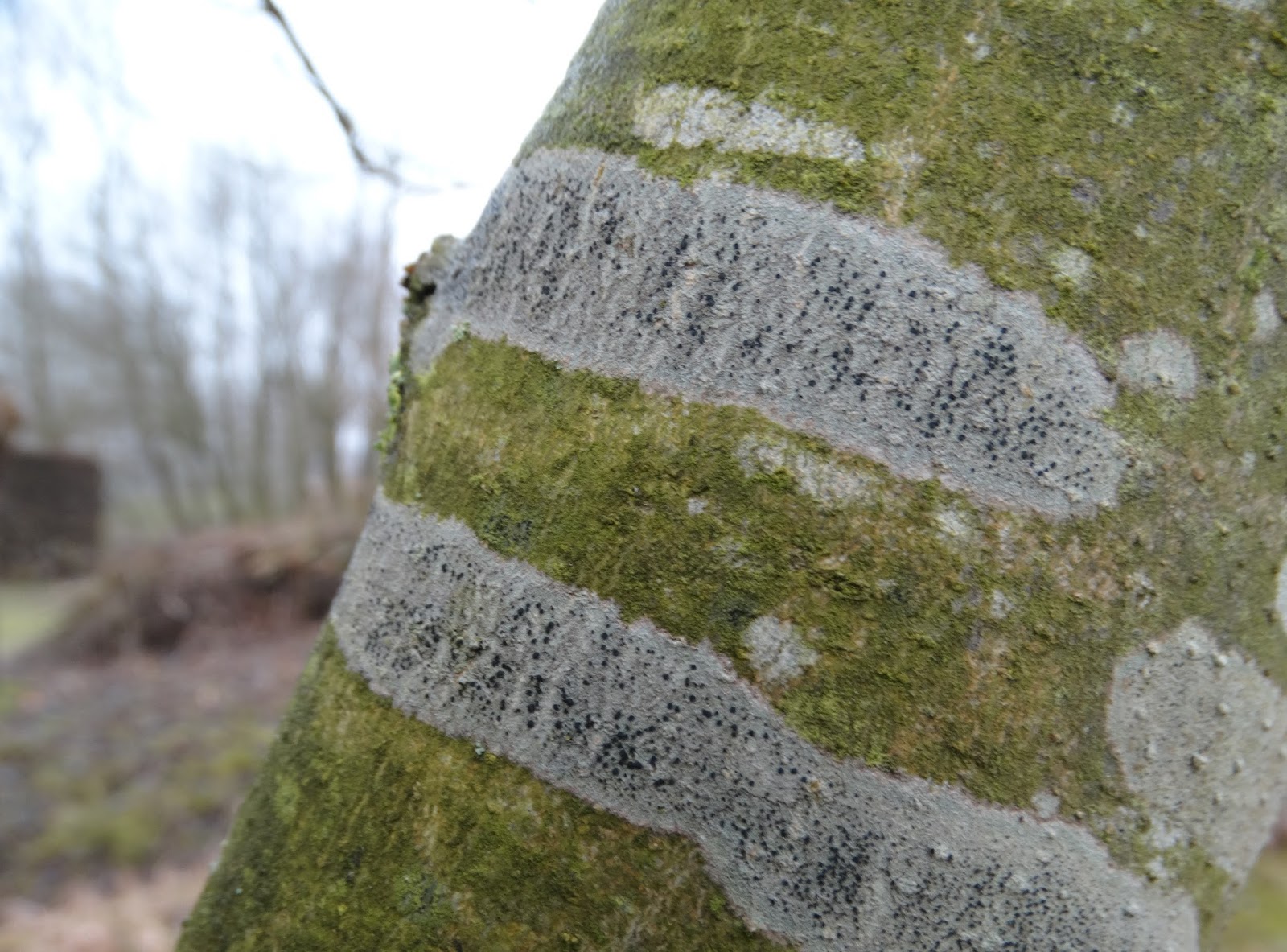 oog voor de natuur: Deze korstmos is vaak te zien op de stam van essen.