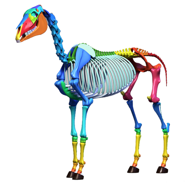 Anatomia dos Equinos - Laboratorio de Anatomia e Fisiologia Animal - LAFA