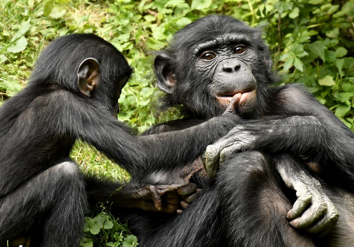 GRANDES SIMIOS PATRIMONIOS VIVOS DE LA HUMANIDAD: PROYECTO GRAN SIMIO ...