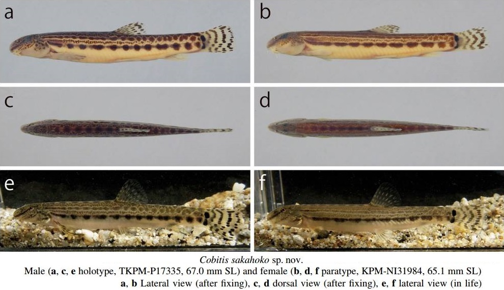 Species New to Science: [Ichthyology • 2015] Cobitis sakahoko • A New ...