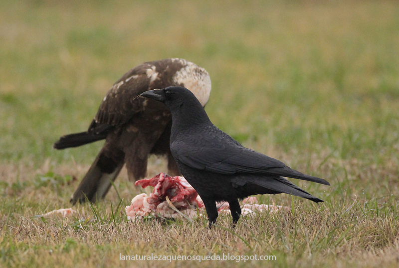 La Naturaleza que nos queda: Corneja negra (Corvus corone corone)