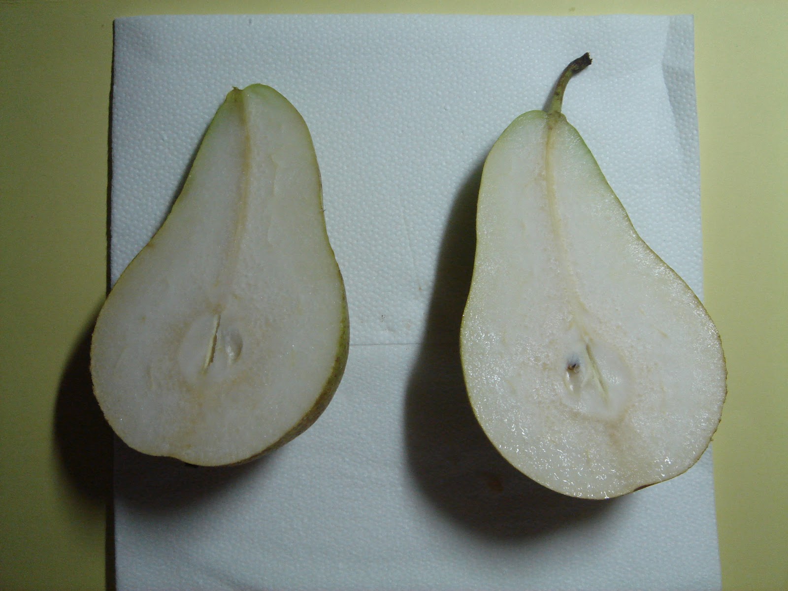 BLOG CLOROFILA: Fruto: Pomo.