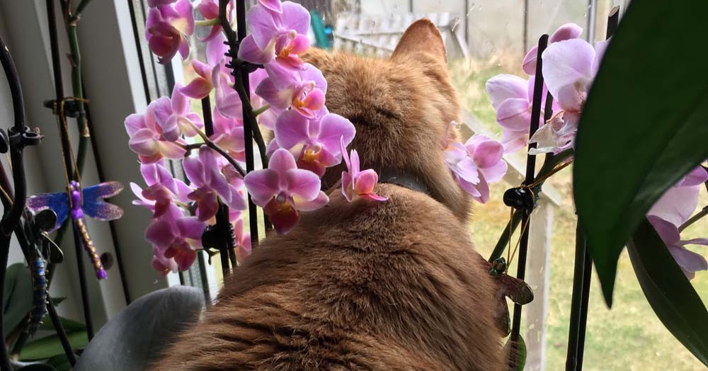 Katten Gustav: Och då fick jag syn på...