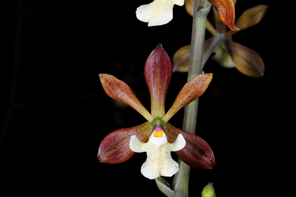 Asociación Jalisciense de Orquideología: Descripciones de Plantas (O a P)