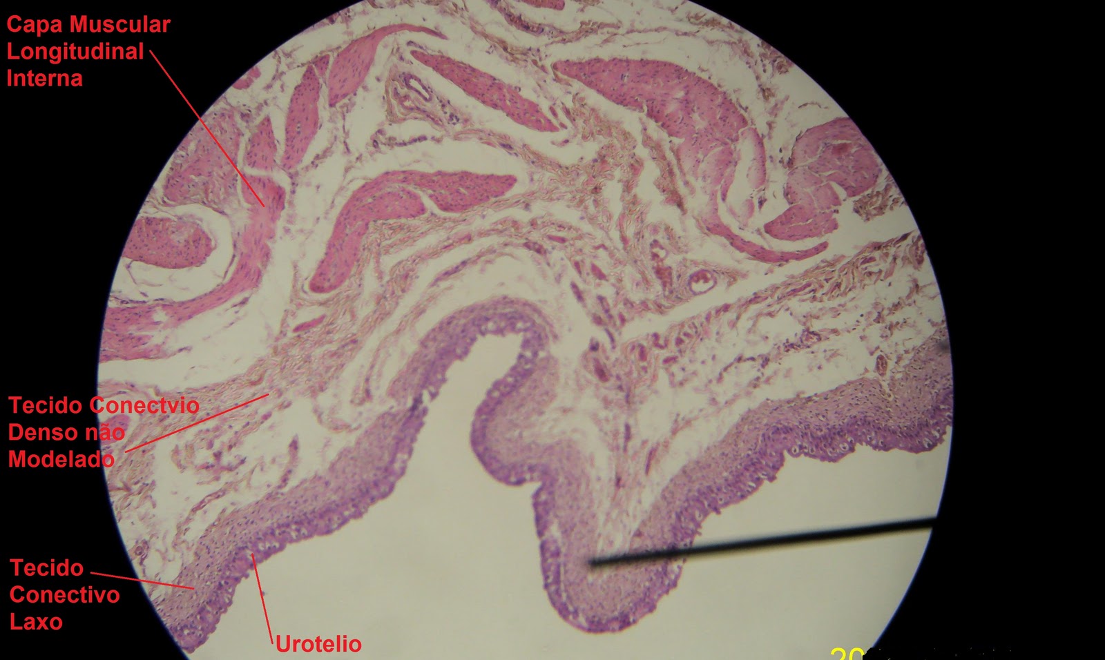 Plantão Médico: HISTOLOGÍA - Preparados de Aparato Urinario parte - 1